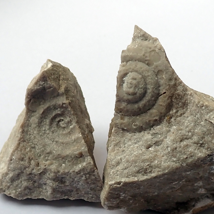 fossil-alma-devon-gas