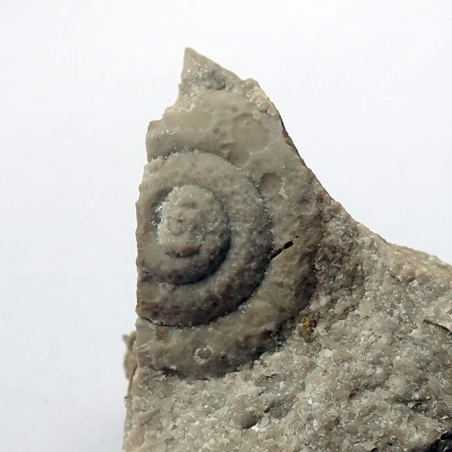 fossil-alma-devon-gas